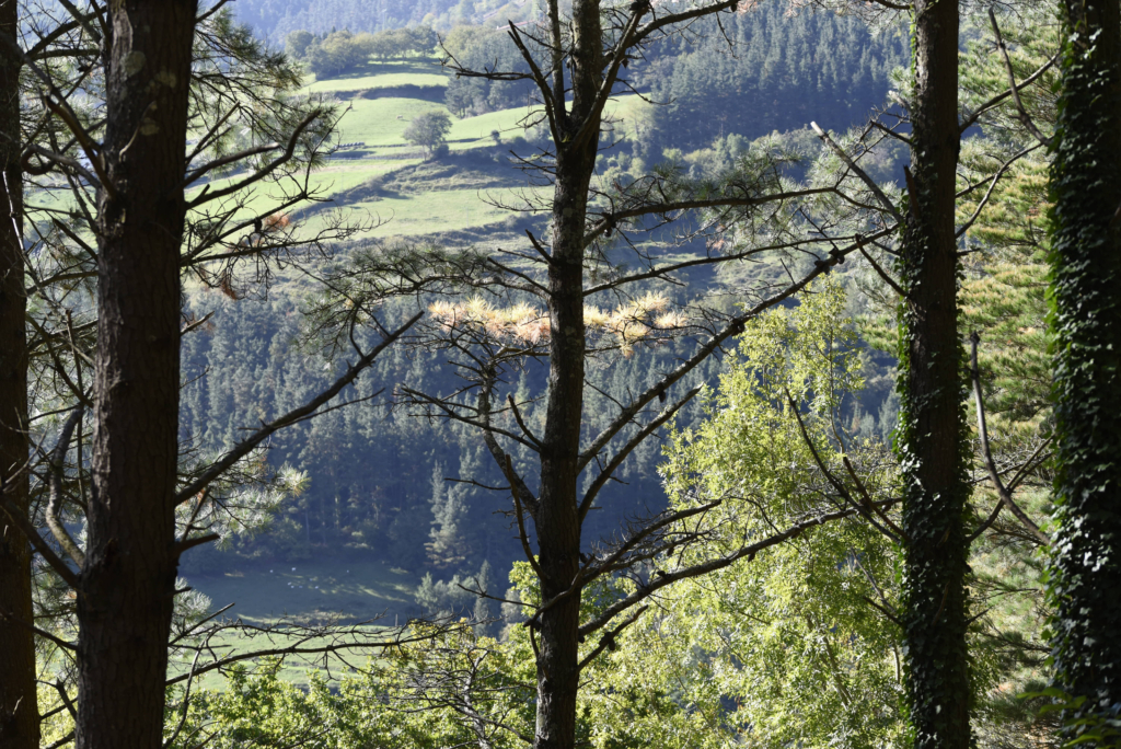 La innegable belleza de la madera natural sostenible - Astiblog